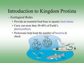 kingdom protista 2012 Protist Slides.ppt
