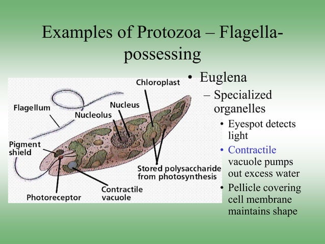 kingdom protista 2012 Protist Slides.ppt
