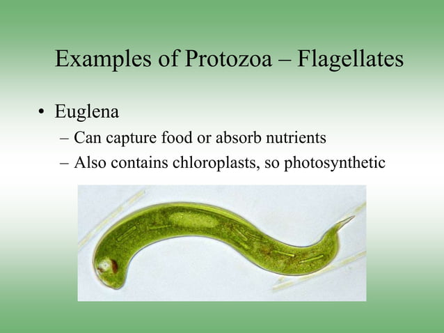 kingdom protista 2012 Protist Slides.ppt