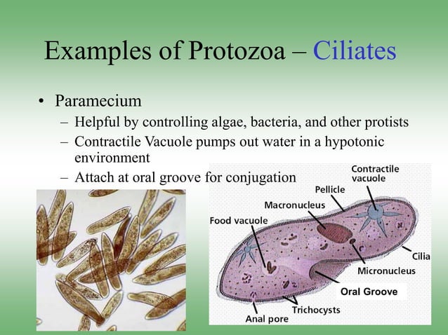 kingdom protista 2012 Protist Slides.ppt