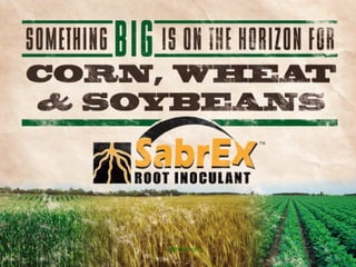 2012 sabrex winter wheat | PPT
