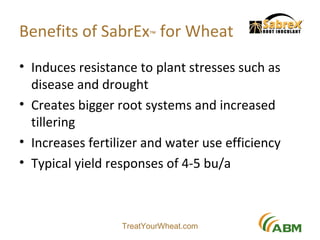 2012 sabrex winter wheat | PPT