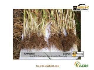2012 sabrex winter wheat | PPT
