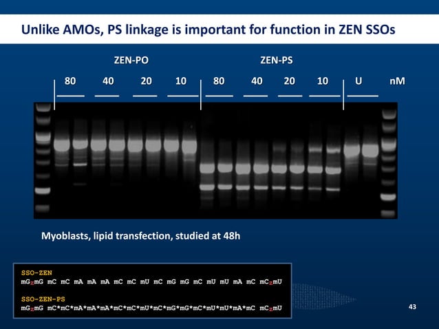 Improved Anti Mirna Amos And Splice Switching Oligonucleotides Ssos