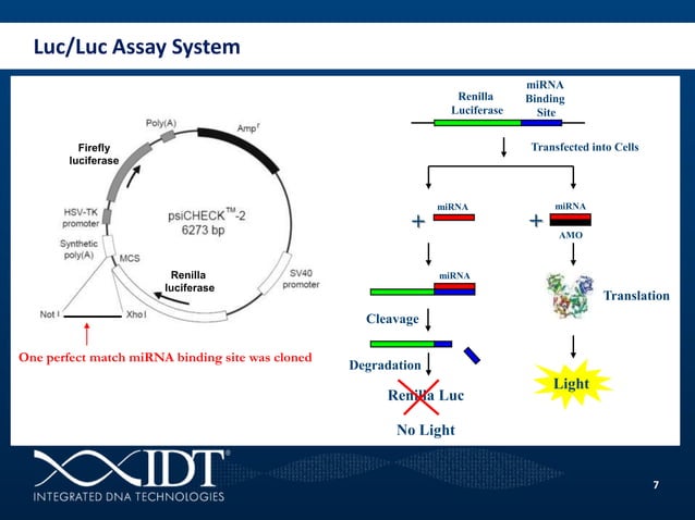 Improved Anti Mirna Amos And Splice Switching Oligonucleotides Ssos