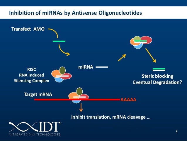 Improved Anti Mirna Amos And Splice Switching Oligonucleotides Sso…