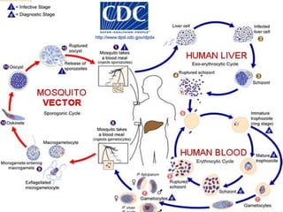 krithiga malaria epid,lifecycle and prevention | PPT