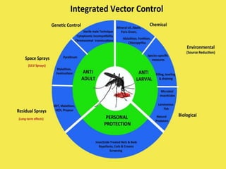 krithiga malaria epid,lifecycle and prevention | PPT | Free Download