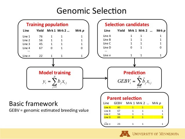 Using Genomic Selection In Barley To Improve Disease Resistance