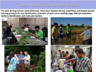 Wheat Productivity Enhancement Program (WPEP) | PDF