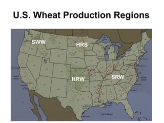 Breeding for Rust Resistance and the University of Minnesota | PDF