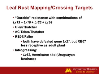 Breeding for Rust Resistance and the University of Minnesota | PDF ...