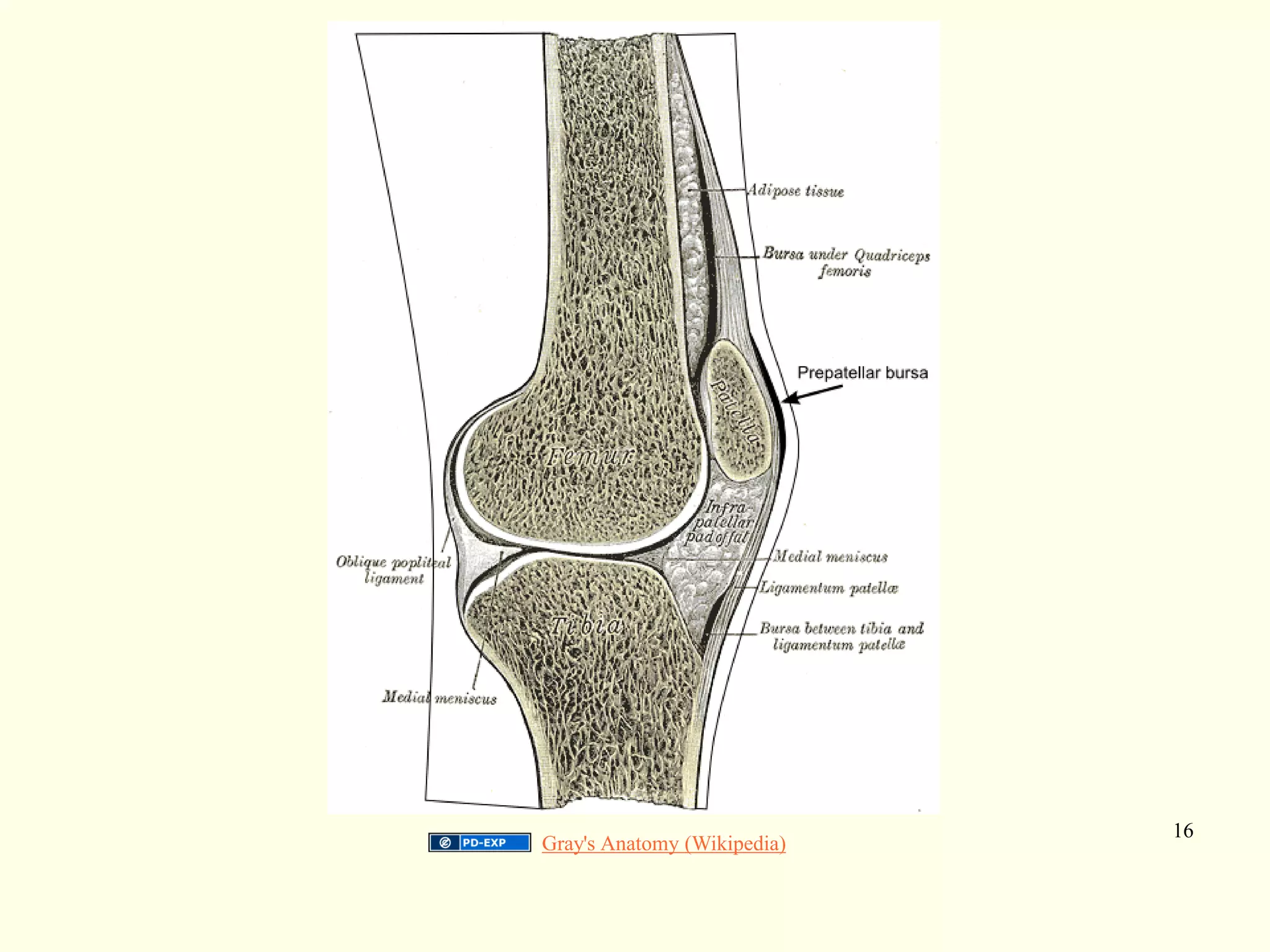GEMC- Bursitis, Tendonitis, Fibromyalgia, and RSD- Resident Training | PDF