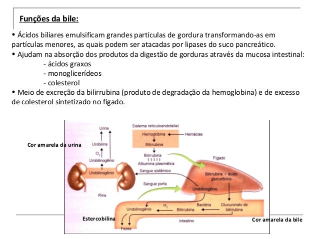 2013 to fisiologia tgi ii