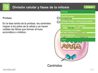 mitosis y meiosis | PPS