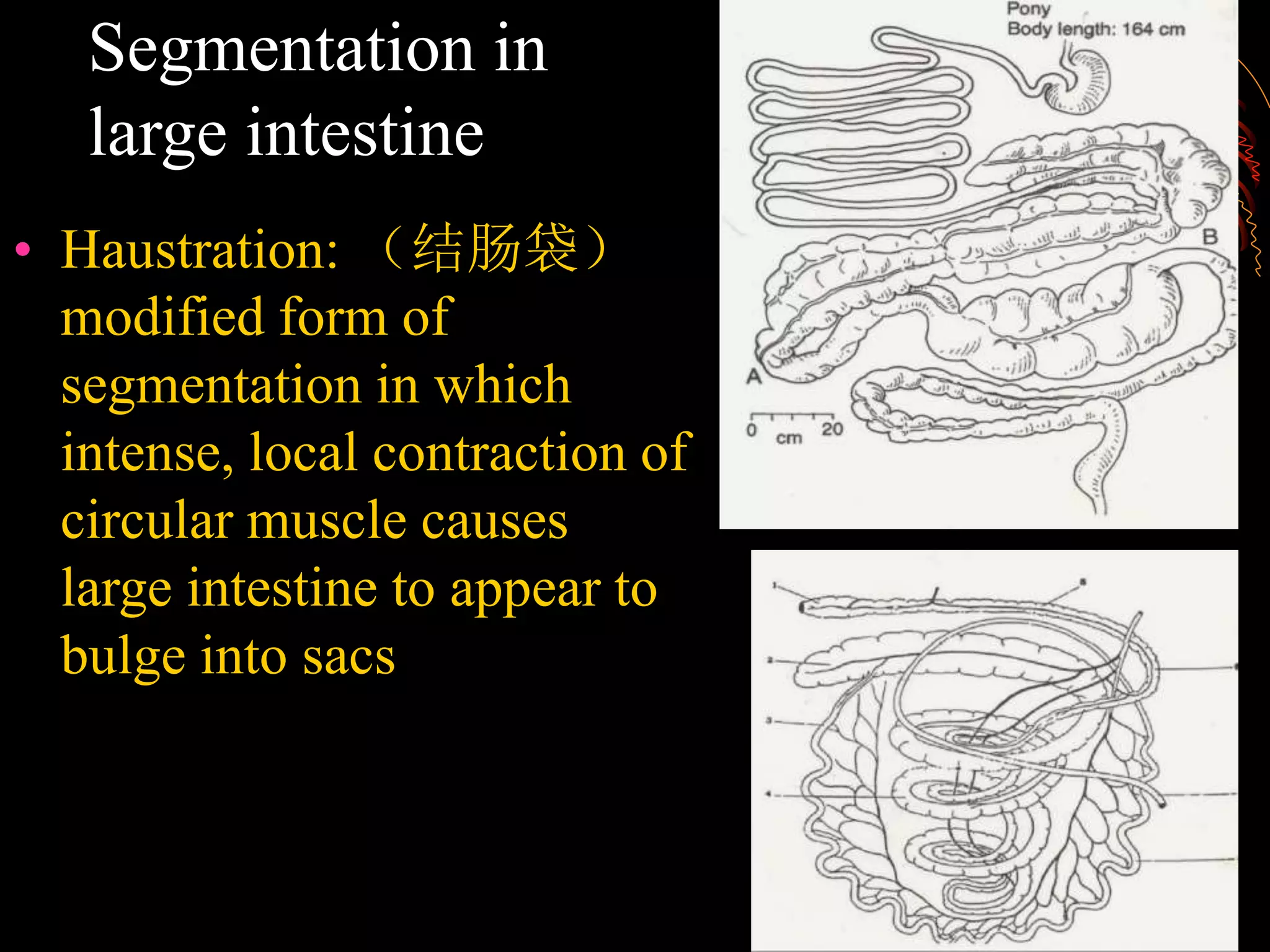 Motility in small intestine | PPT