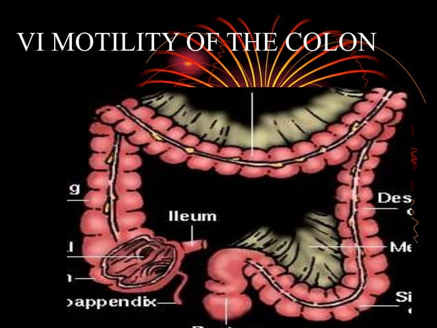 Motility in small intestine | PPT