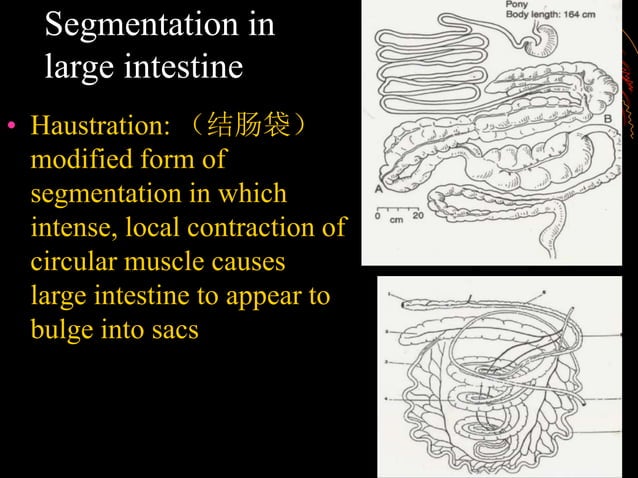 Motility in small intestine | PPT