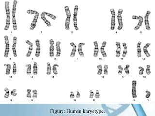 karyotyping | PPTX