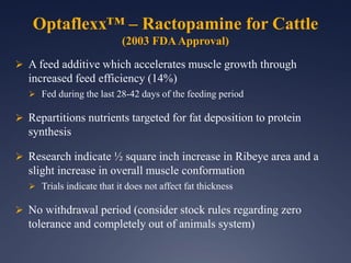 Beta-agonists for Market Steers | PPT
