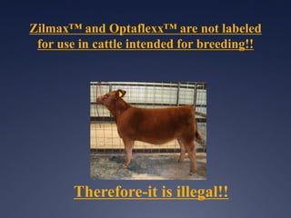 Beta-agonists for Market Steers | PPT