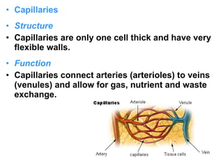 circulatory system | PPT