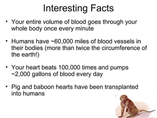 circulatory system | PPT