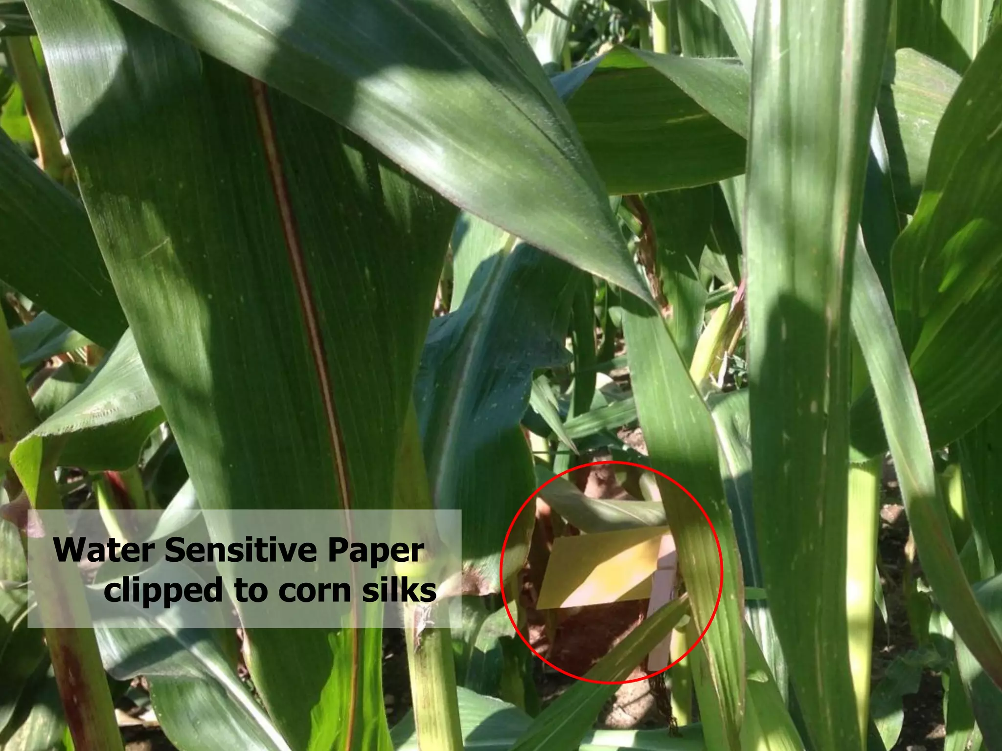 Sweet Corn Coverage via Cannon Sprayer | PDF