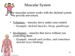 Systems of the Human Body | PPT