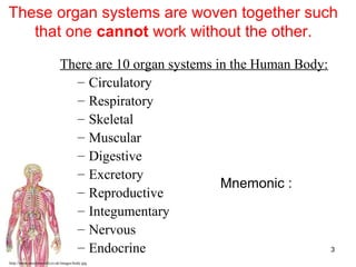 Systems of the Human Body | PPT