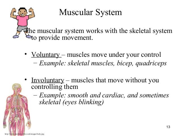 Systems of the Human Body