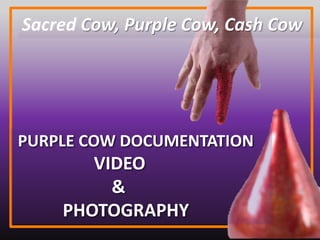 Purple Cow Documentation via Video and Photography by Rachel Timmins | PPTX