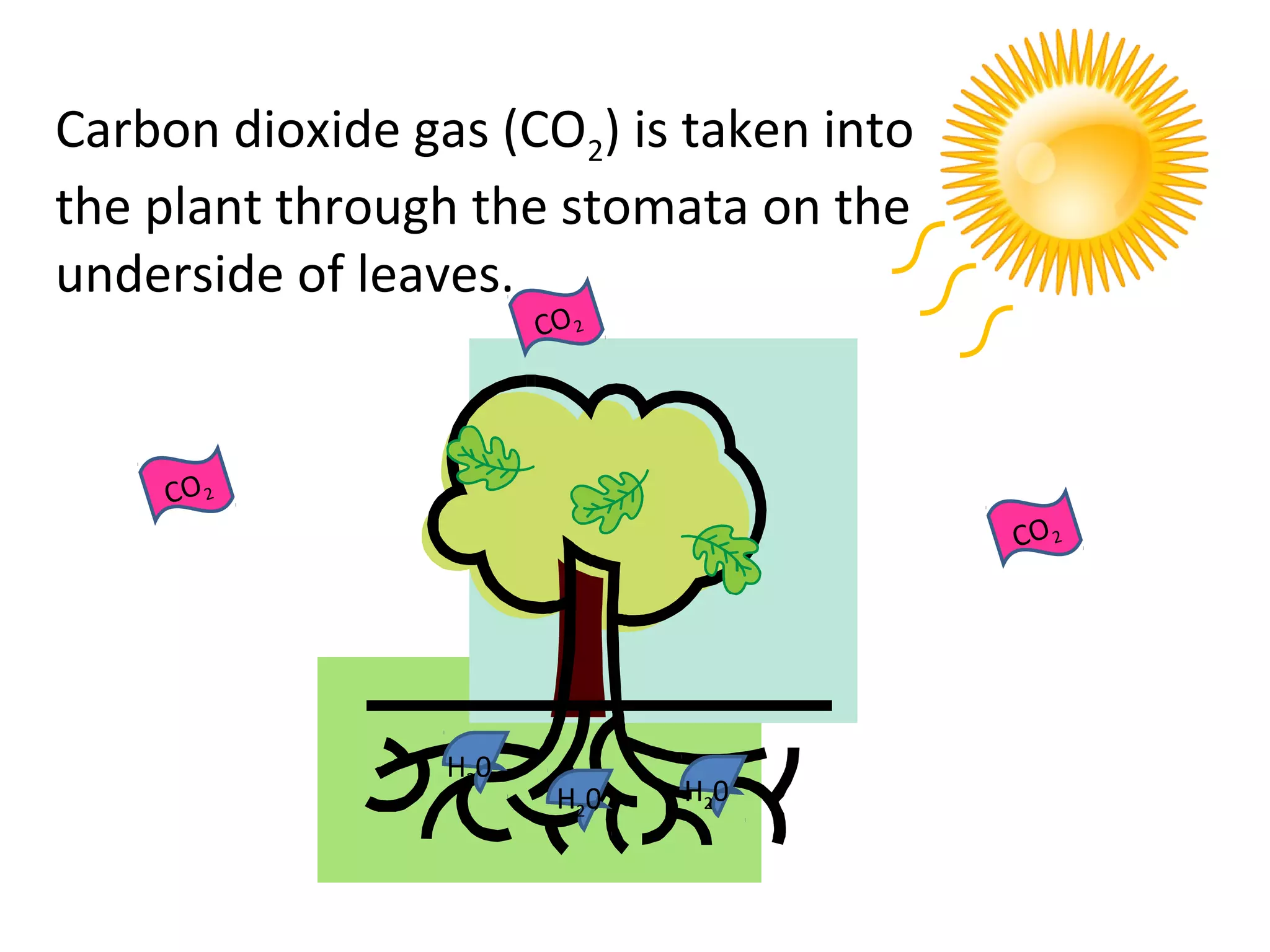 Photosynthesis 2013 | PPT