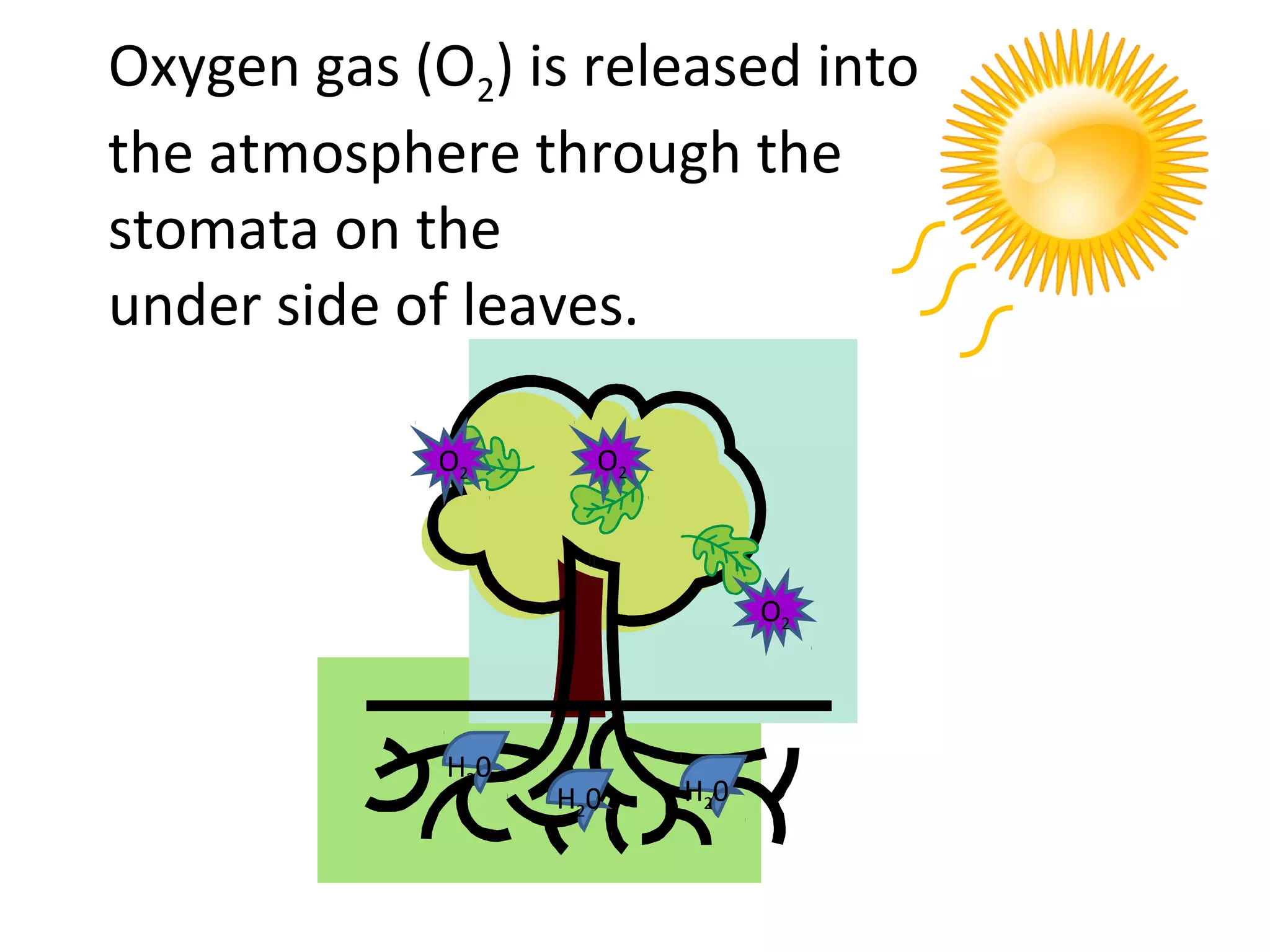 Photosynthesis 2013 | PPT