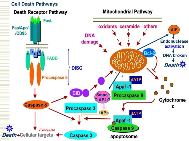 2013programmed cell dealth r