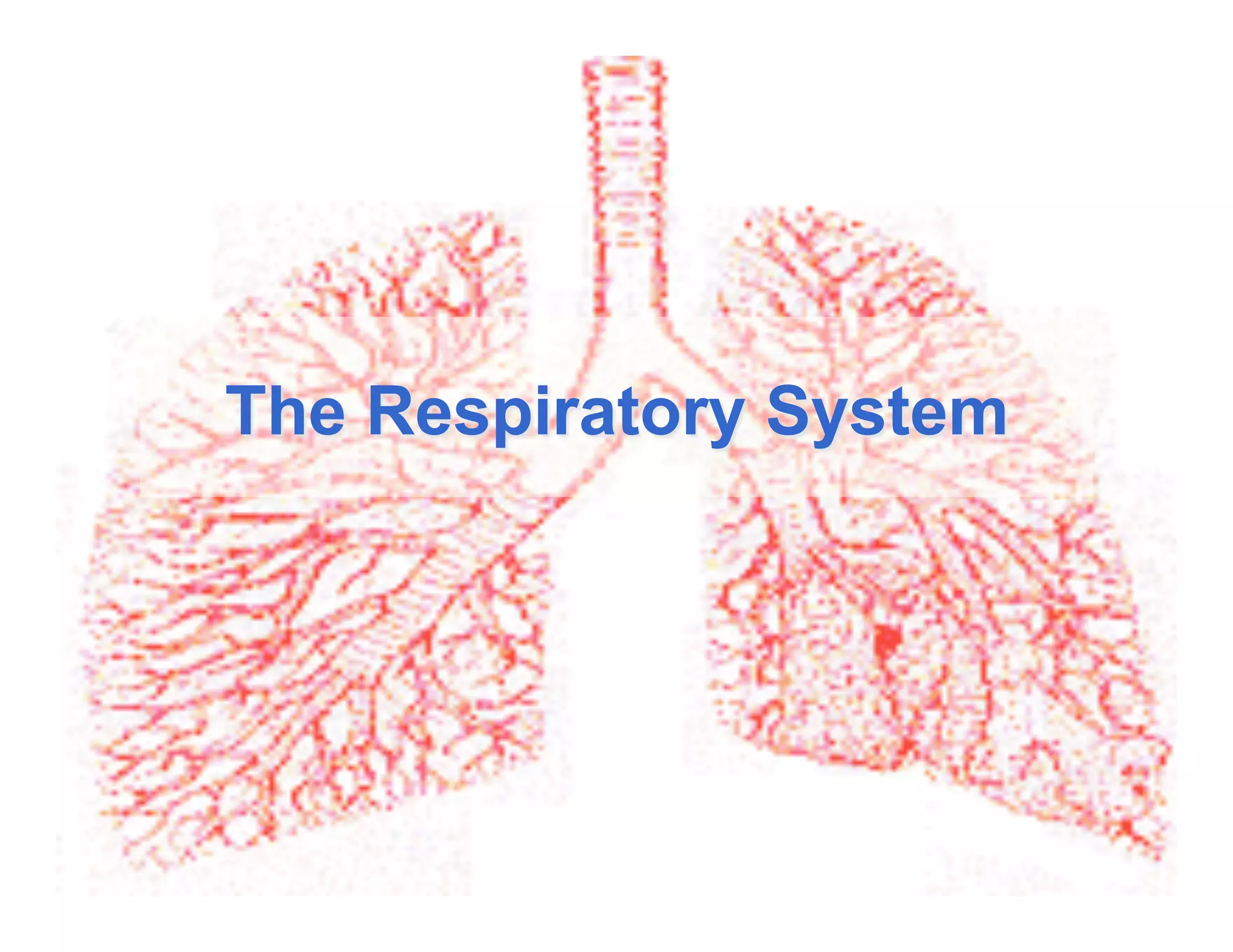 2013 respiratory system pdf | PDF