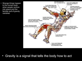 Human Physiology and Anatomy in Space 2013 | PPT