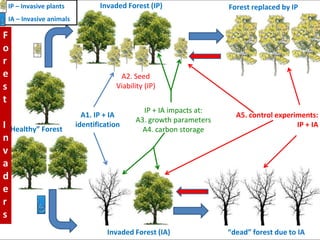 Forest Invaders – the outcomes of a project about invasive species inside and outside the ...