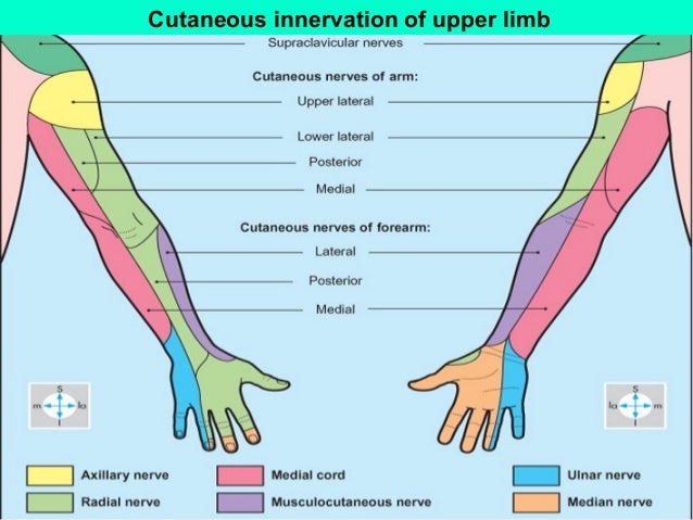 Nerve Lesions of Upper Limb .Prof. Laila M.Aboul Mahasen Morsy