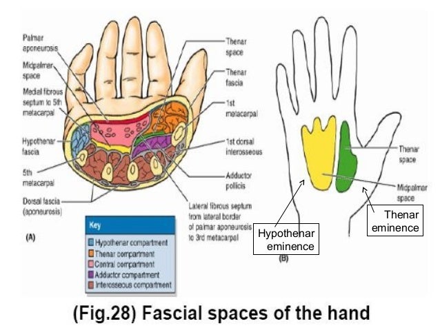 Nerve Lesions of Upper Limb .Prof. Laila M.Aboul Mahasen Morsy
