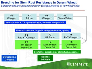 2014 bgri ammar | PPT