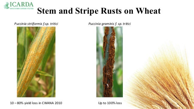 Antagonistic Interactions Among Stripe and Stem Rust Resistance QTLs