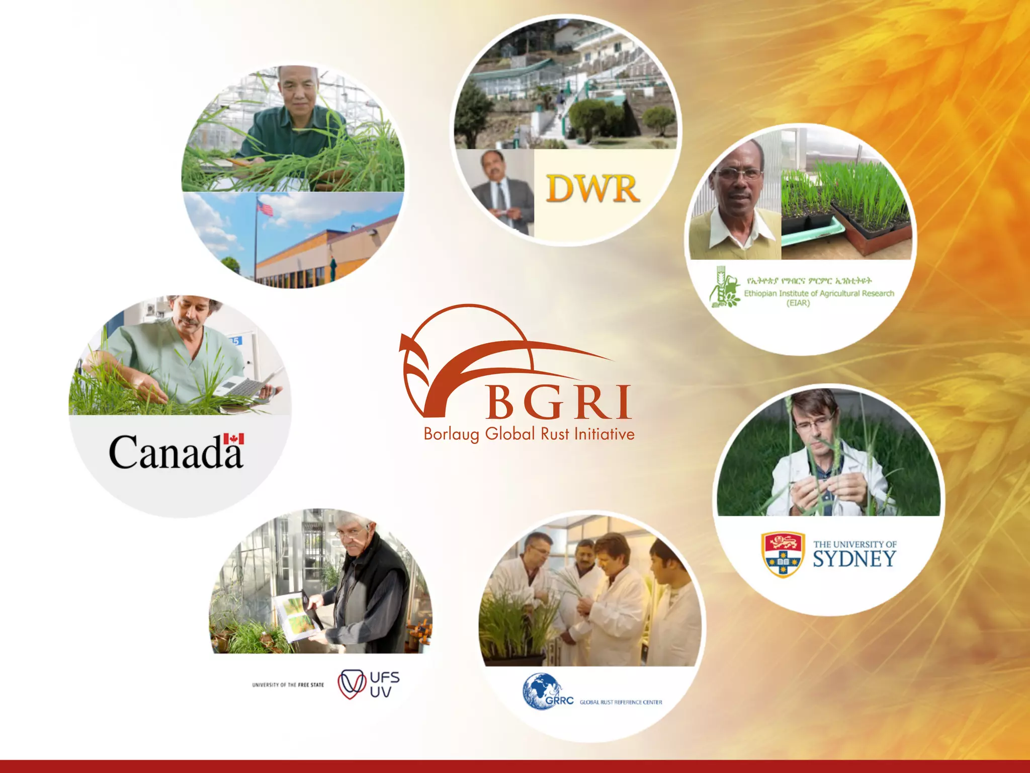 BGRI 2009- 2014: An effective platform for global coordination | PDF | Agriculture | Industries