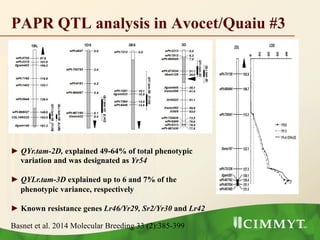 Characterization of pleiotropic adult plant resistance loci to wheat ...