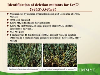 Characterization of pleiotropic adult plant resistance loci to wheat ...