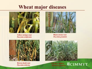 Characterization of pleiotropic adult plant resistance loci to wheat diseases | PDF