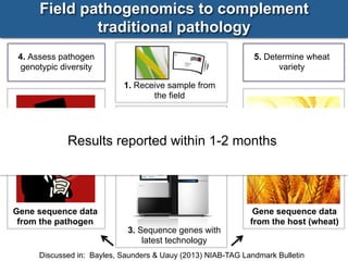 Field pathogenomics of wheat yellow (stripe) rust | PPT