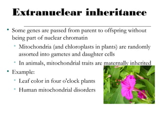 2014 mendelian-genetics | PPT