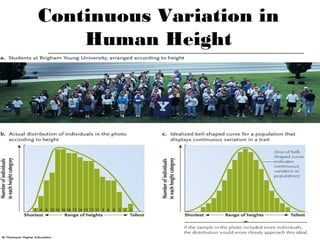 Continuous Variation In Humans