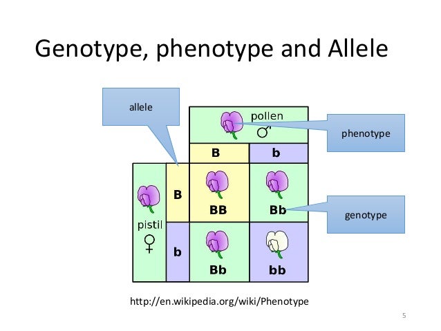 A Brief Introduction To Epistasis Detection